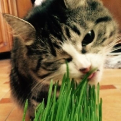 Improve Your Grammar: 4 ways to use -ING words in English · engVid