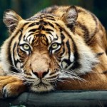 How slang is “made” in English – bad-ass, wicked, deadly, sick · engVid