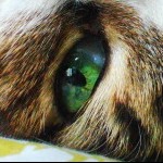 Basic English Grammar – MOST, ALMOST, or ALMOST ALL? · engVid