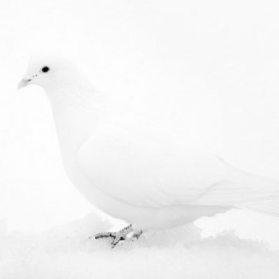 TO or FOR? Prepositions in English · engVid