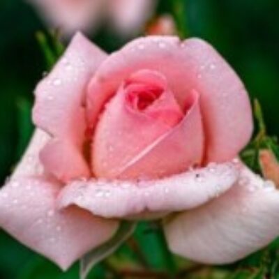 Polite English: Ask Better Questions (and get better results) · engVid