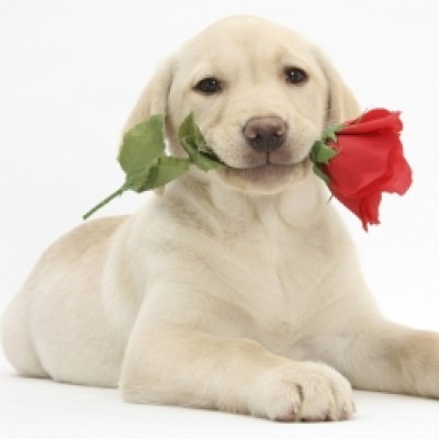 Learn English Grammar: When to use an ‘-ING’ word after ‘TO’ · engVid