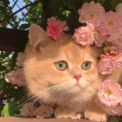 How to Use “WOULD” | English Grammar Explanation & Practice · engVid